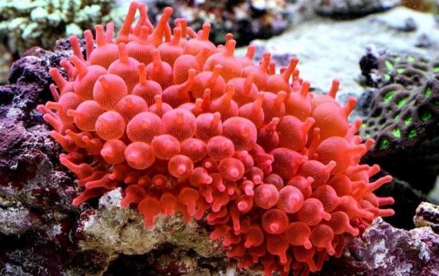 Морские цветы Актинии (анемоны): 4 популярных вида, животное или ...