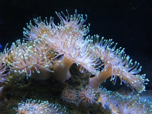 Рыба-клоун и актиния (морской анемон): симбиоз, тип взаимоотношений ...